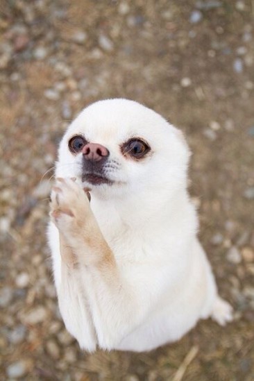 Isaiah 6:8 – Bible Verse of the Day