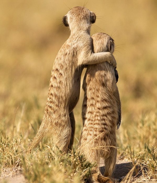 Isaiah 41:6 – Bible Verse of the Day