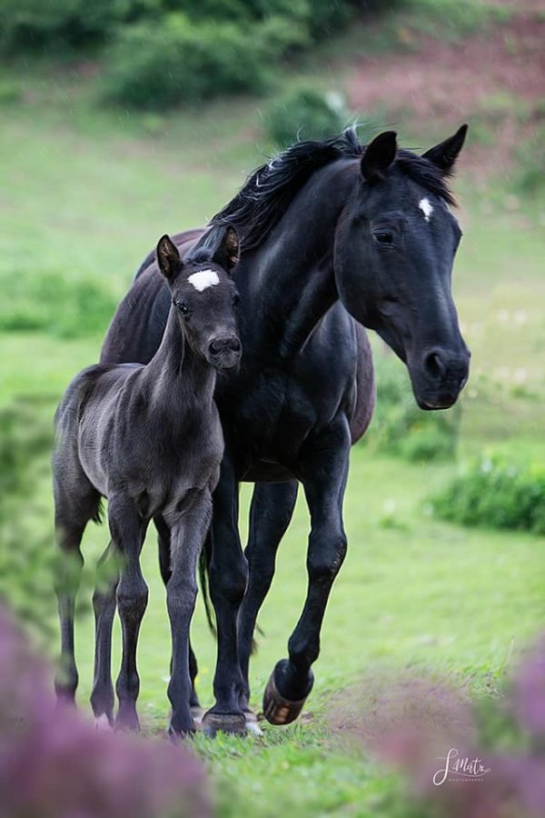 Colossians 3:20 – Bible Verse of the Day